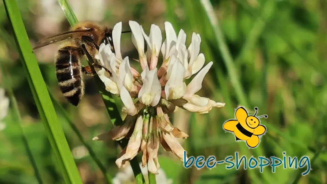 bee-shopping – Bundesverband Dunkle Biene Deutschland e.V.